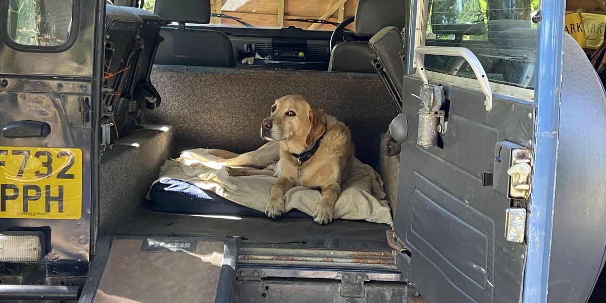 Project NGS Garden Ferns Lodge moves on, and very peculiar weather ...